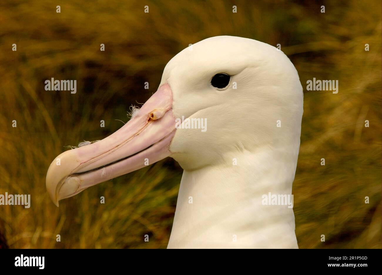 Southern royal albatross (Diomedea epomophora), Royal Albatross ...