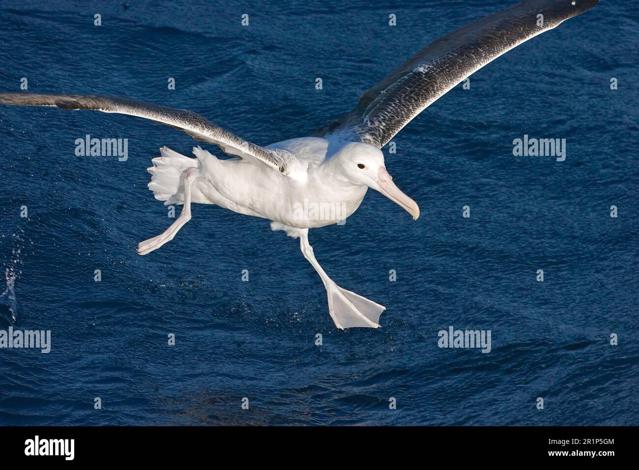 Southern southern royal albatross (Diomedea epomophora) adult ...