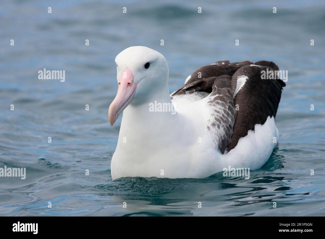 Southern royal albatross (Diomedea epomophora), Royal Albatrosses ...