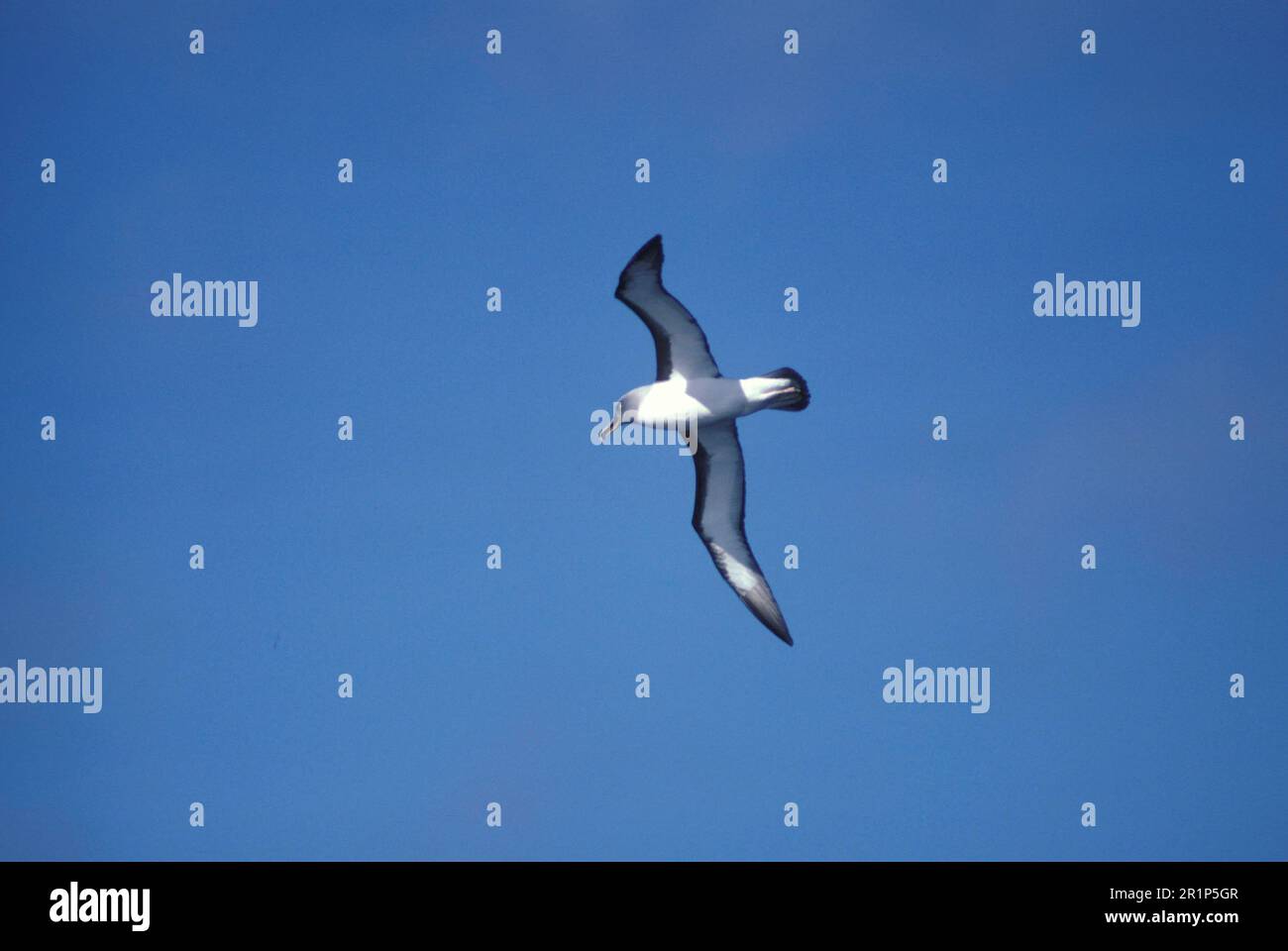 Buller's albatross (Diomedea bulleri) in flight Stock Photo - Alamy