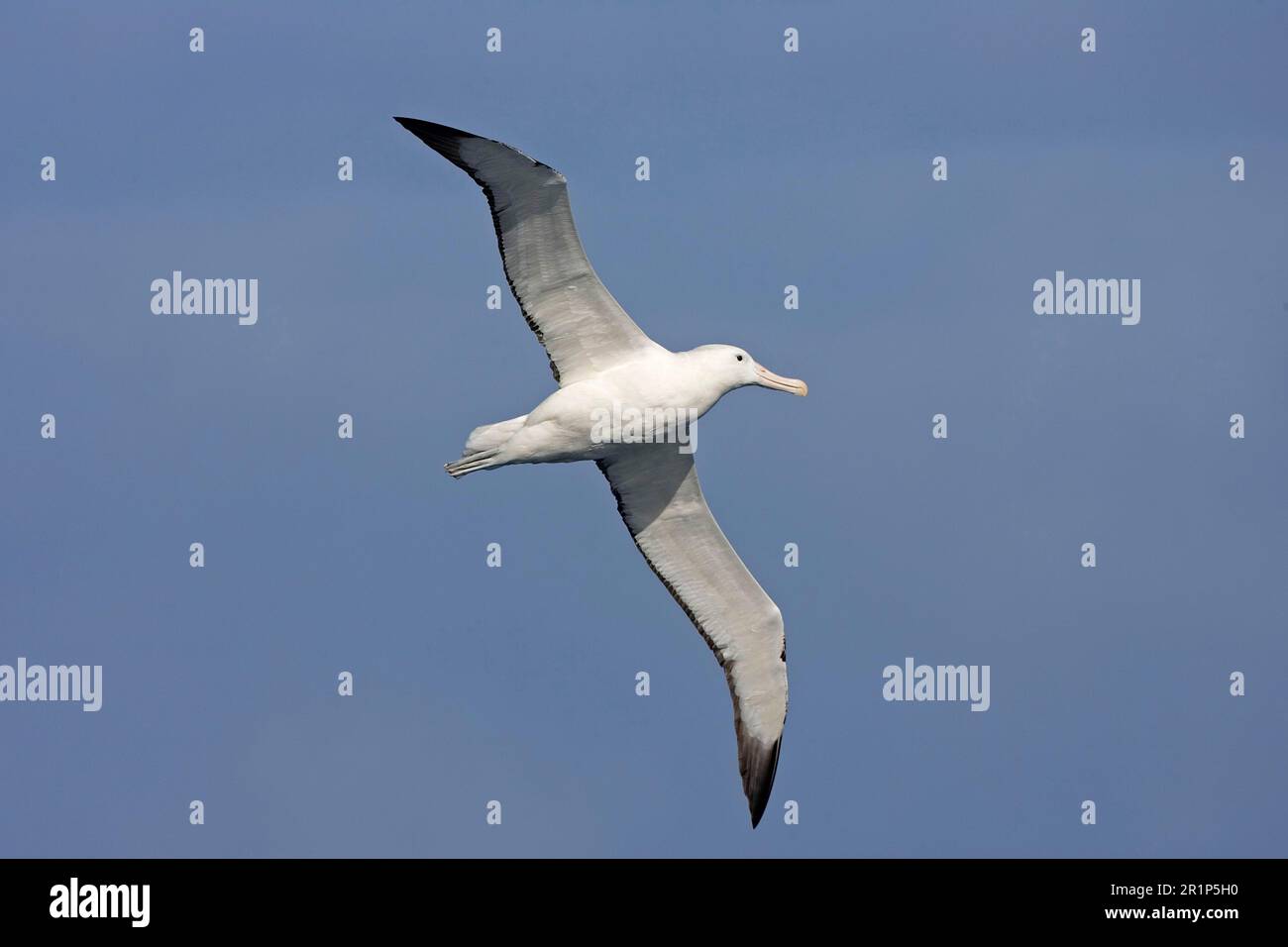 Southern southern royal albatross (Diomedea epomophora) adult, in ...
