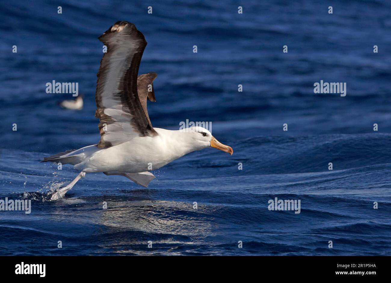 Adult black-browed albatross (Thalassarche melanophrys), lifting from ...