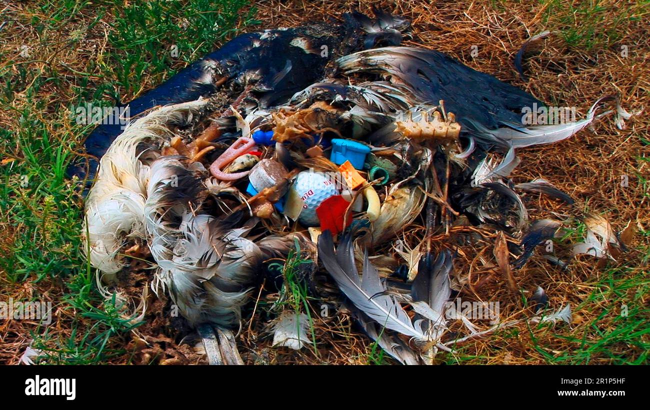 Laysan albatross (Diomedea immutabilis) fledged, carcass with plastic ...