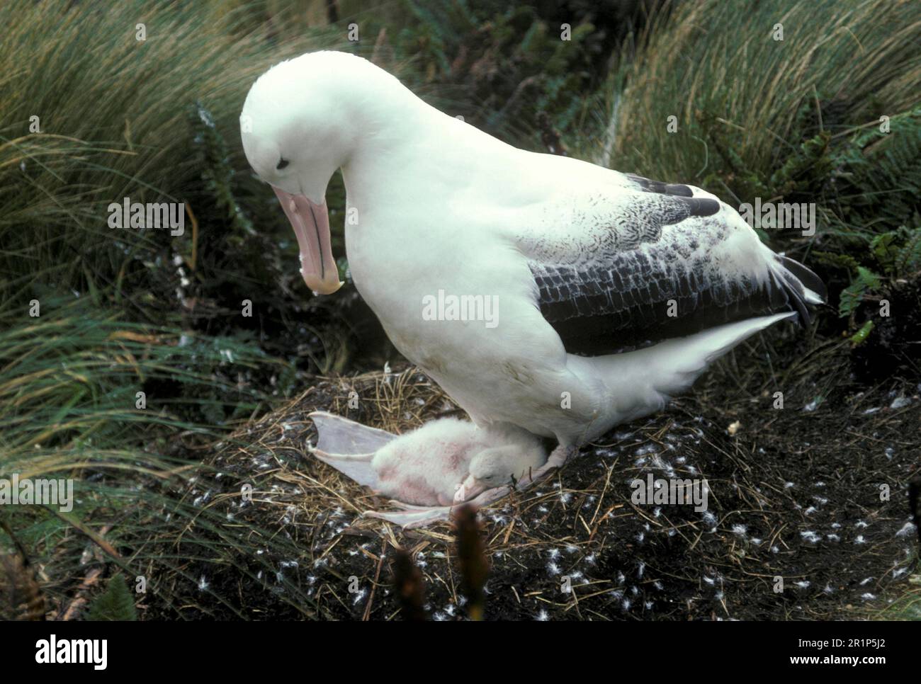 Southern royal albatross (Diomedea epomophora), Royal Albatrosses ...
