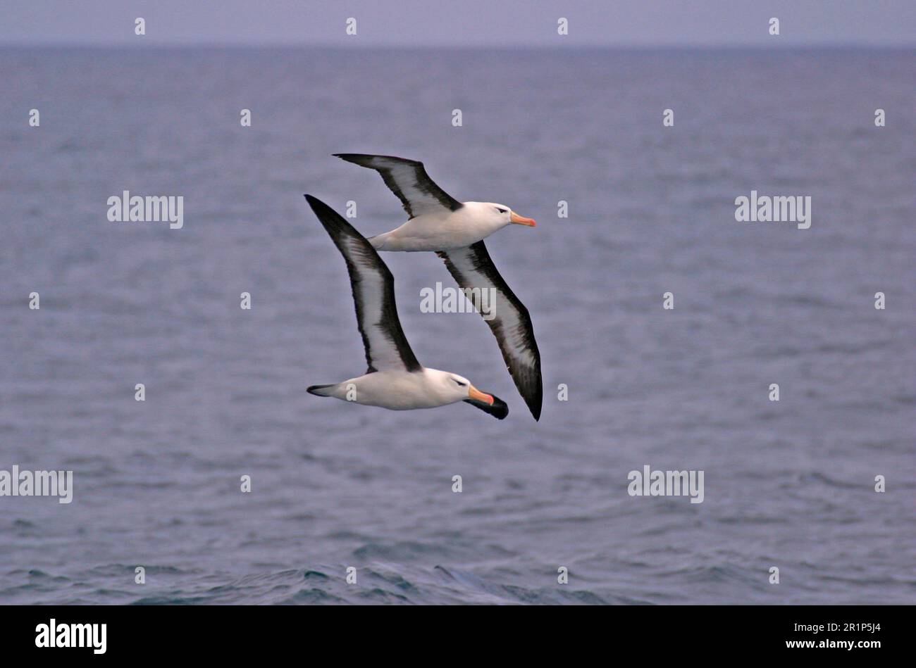 Black-browed Albatross DIOMEDEA MELANPHORIS Two birds flying in ...