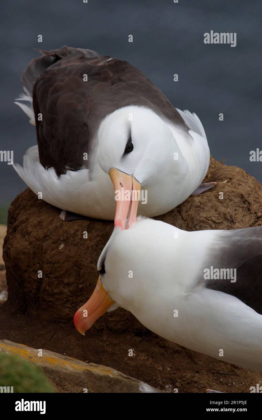 Albatross (Diomedea melanophrys), Thalassarche melonophris, Black ...