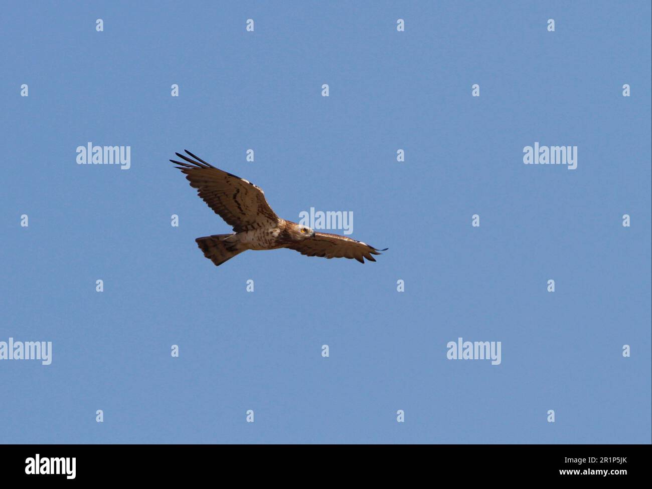 Short toed eagle in flight coto donana hi-res stock photography and ...