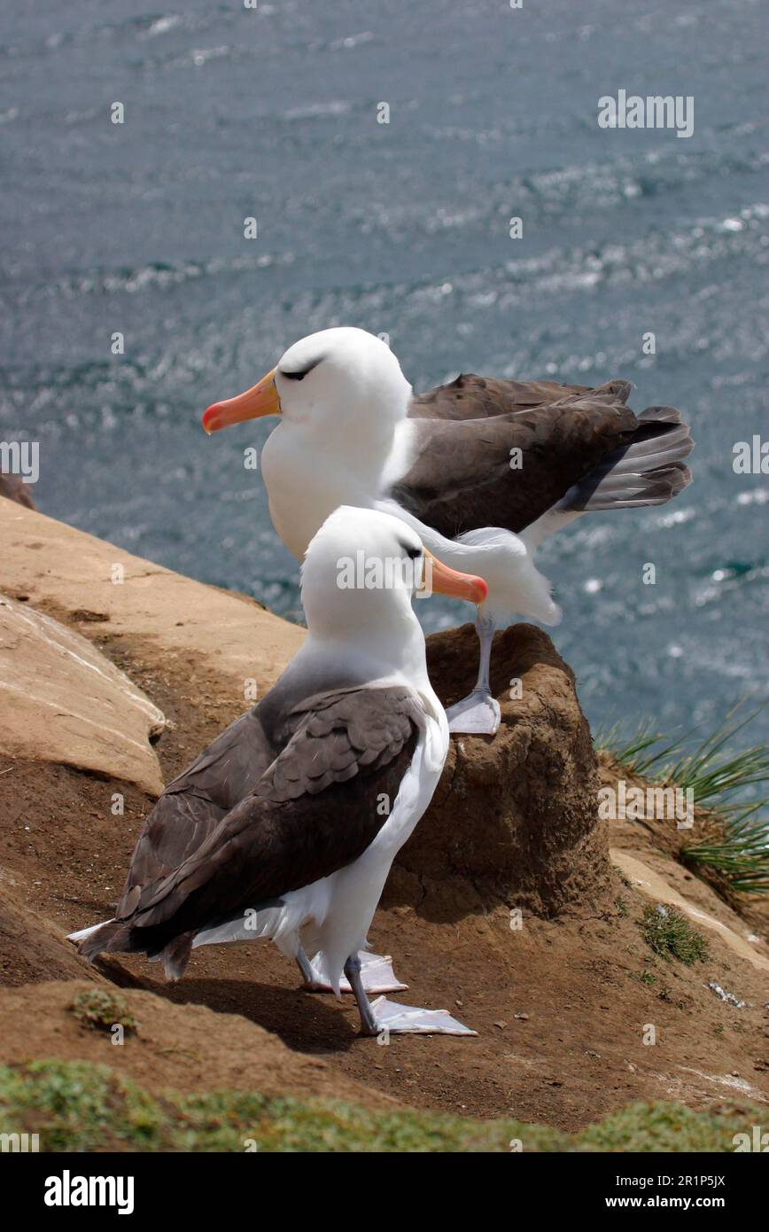 Albatross (Diomedea melanophrys), Thalassarche melonophris, Black ...
