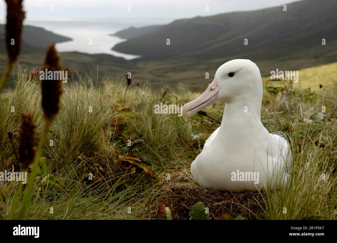 Southern royal albatross (Diomedea epomophora), Royal Albatrosses ...