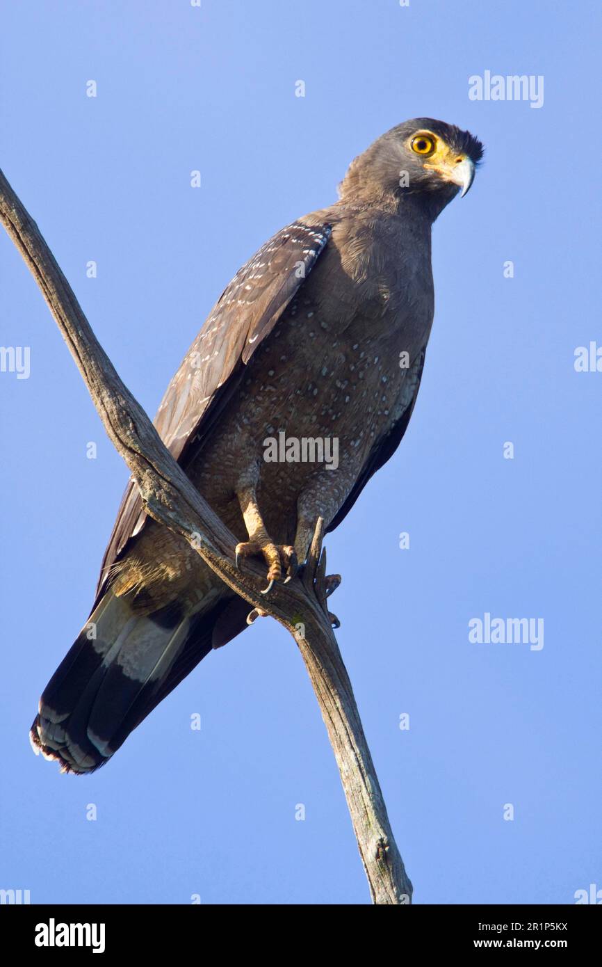 Crested Serpent Eagle, Harriers, Birds of Prey, Animals, Birds, Sri Lanka Stock Photo - Alamy