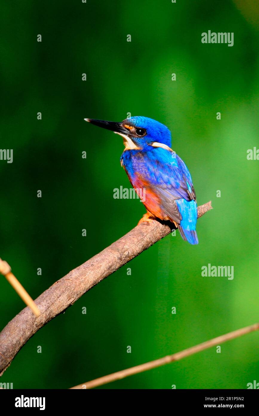 Azure azure kingfisher (Alcedo azurea), adult perch, bright early ...