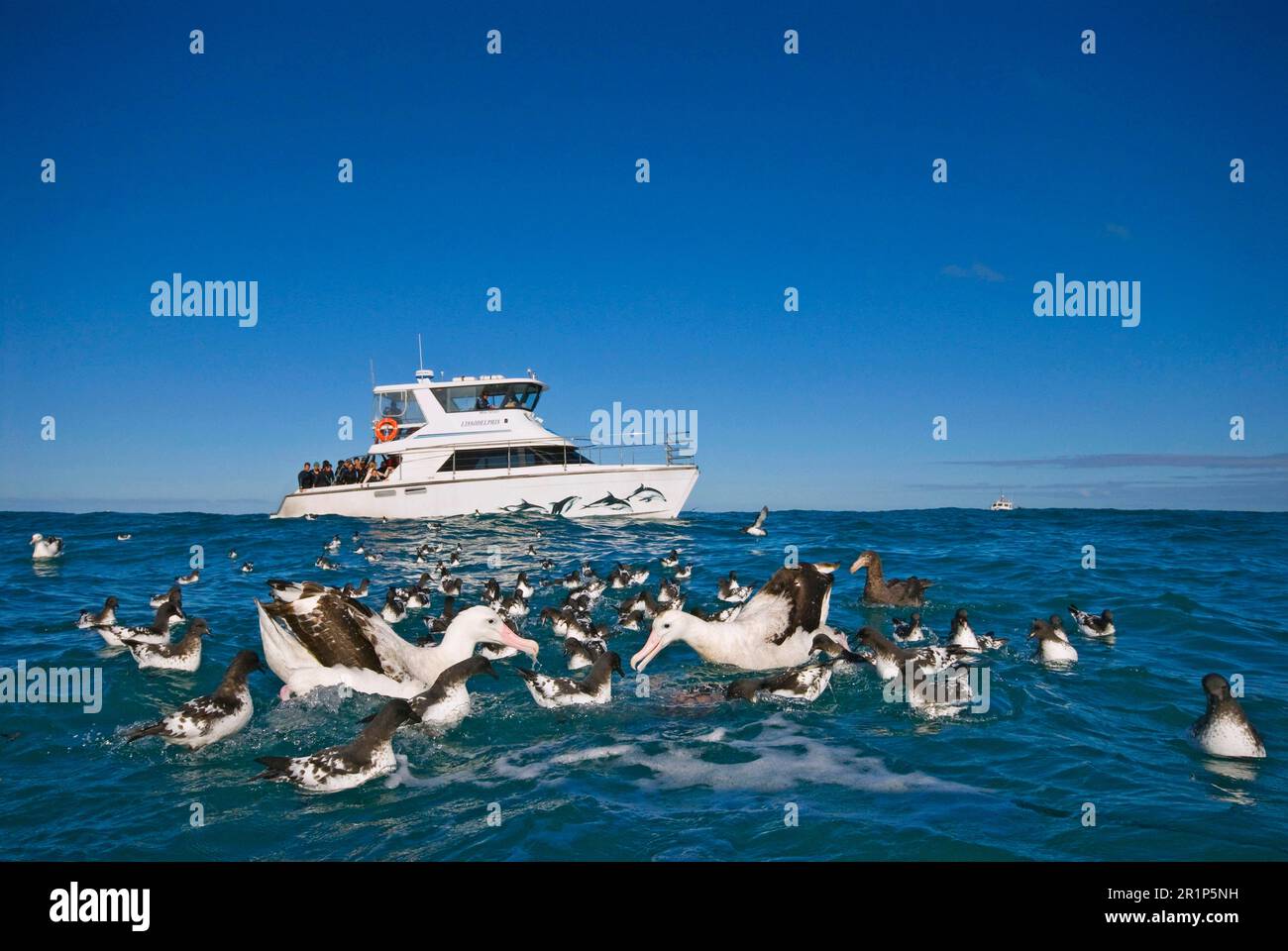 Wandering albatross fishing boat hi-res stock photography and images ...