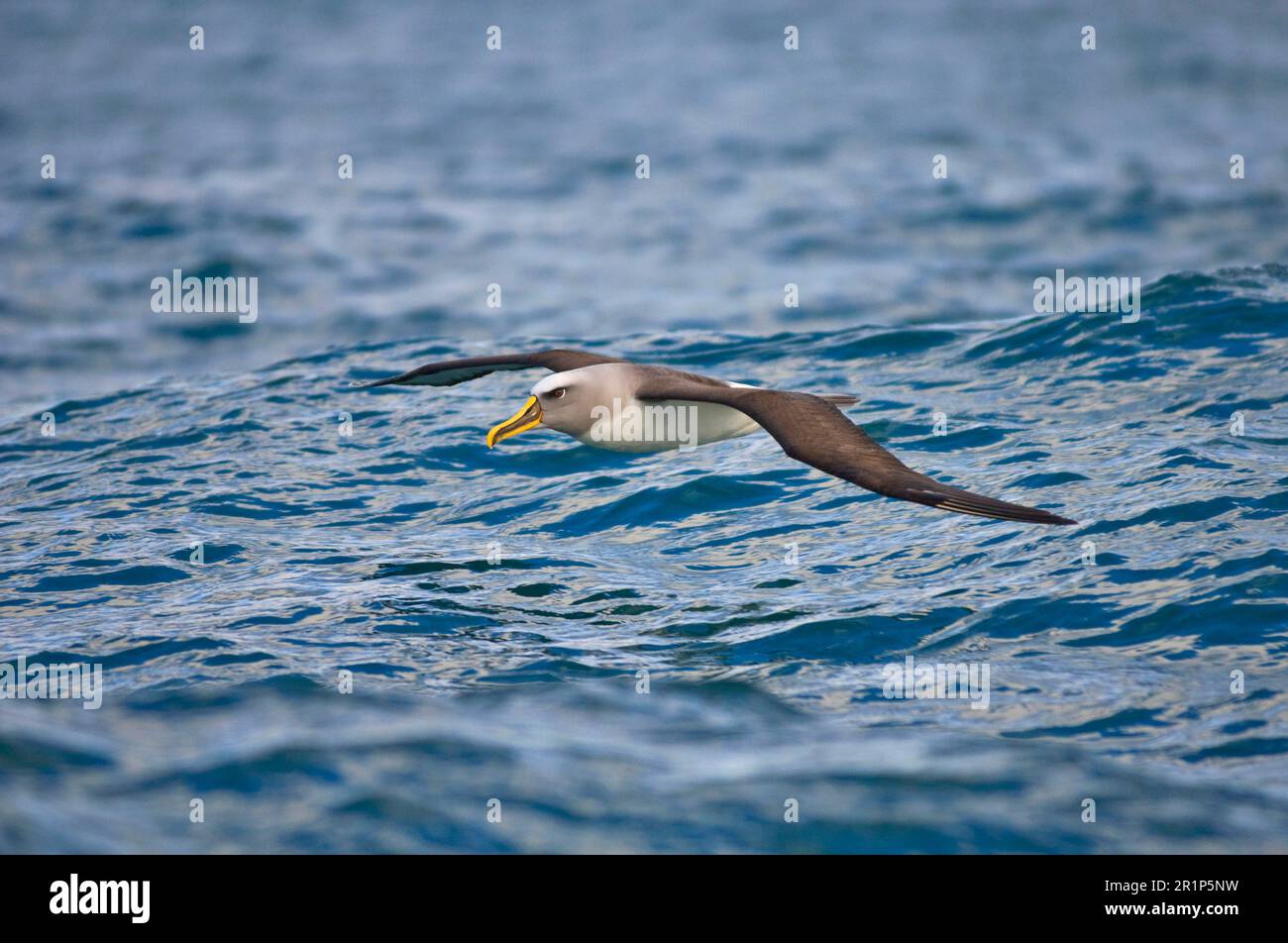 Southern Buller's Albatross (Thalassarche bulleri bulleri) adult, in ...