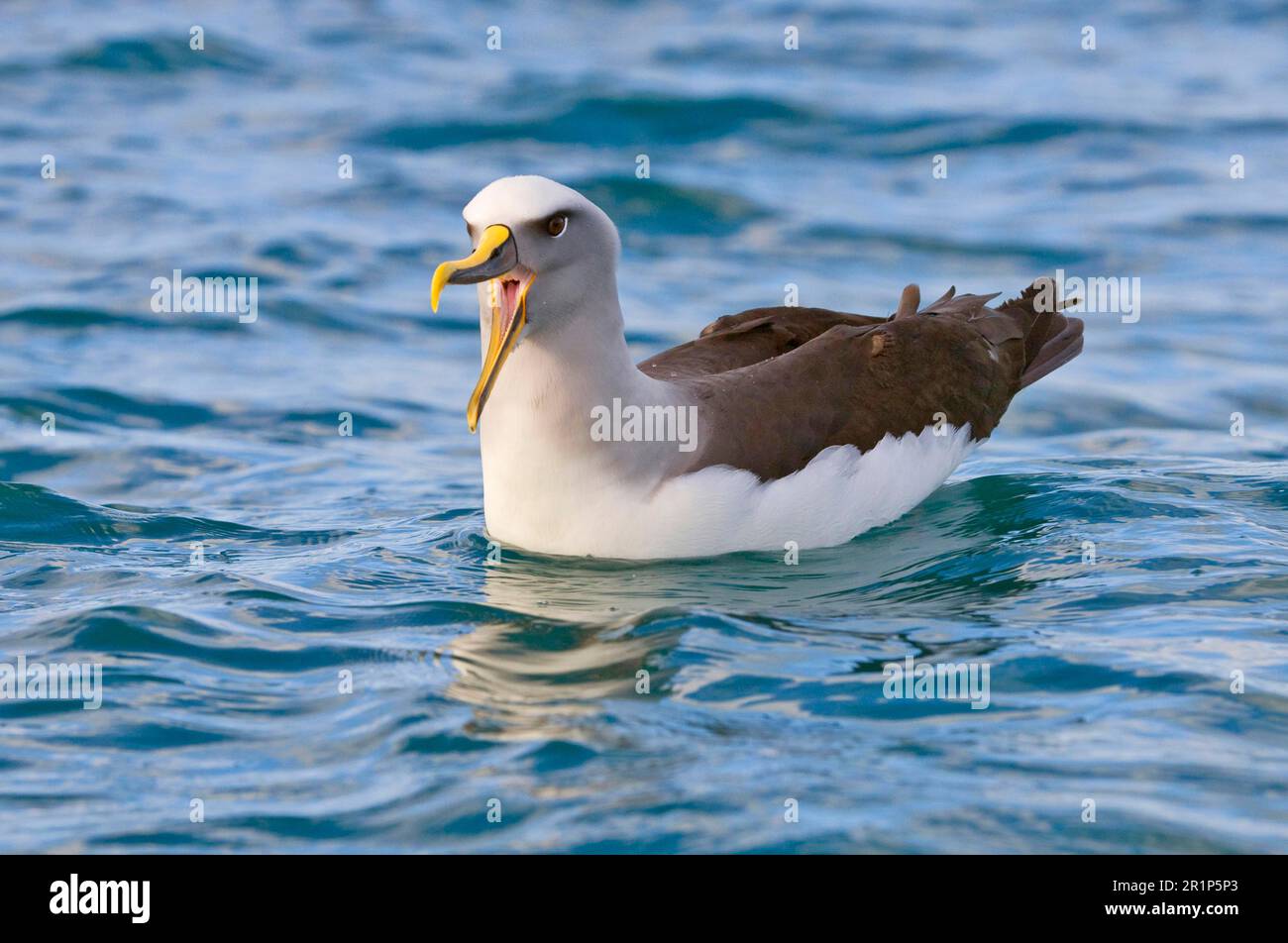 Southern Buller's Albatross (Thalassarche bulleri bulleri) adult ...