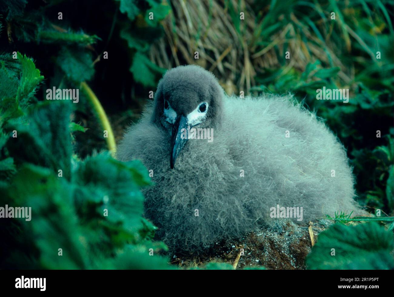 Dark Sooty Albatross (Phoebetria fusca), Dark Sooty Albatross ...