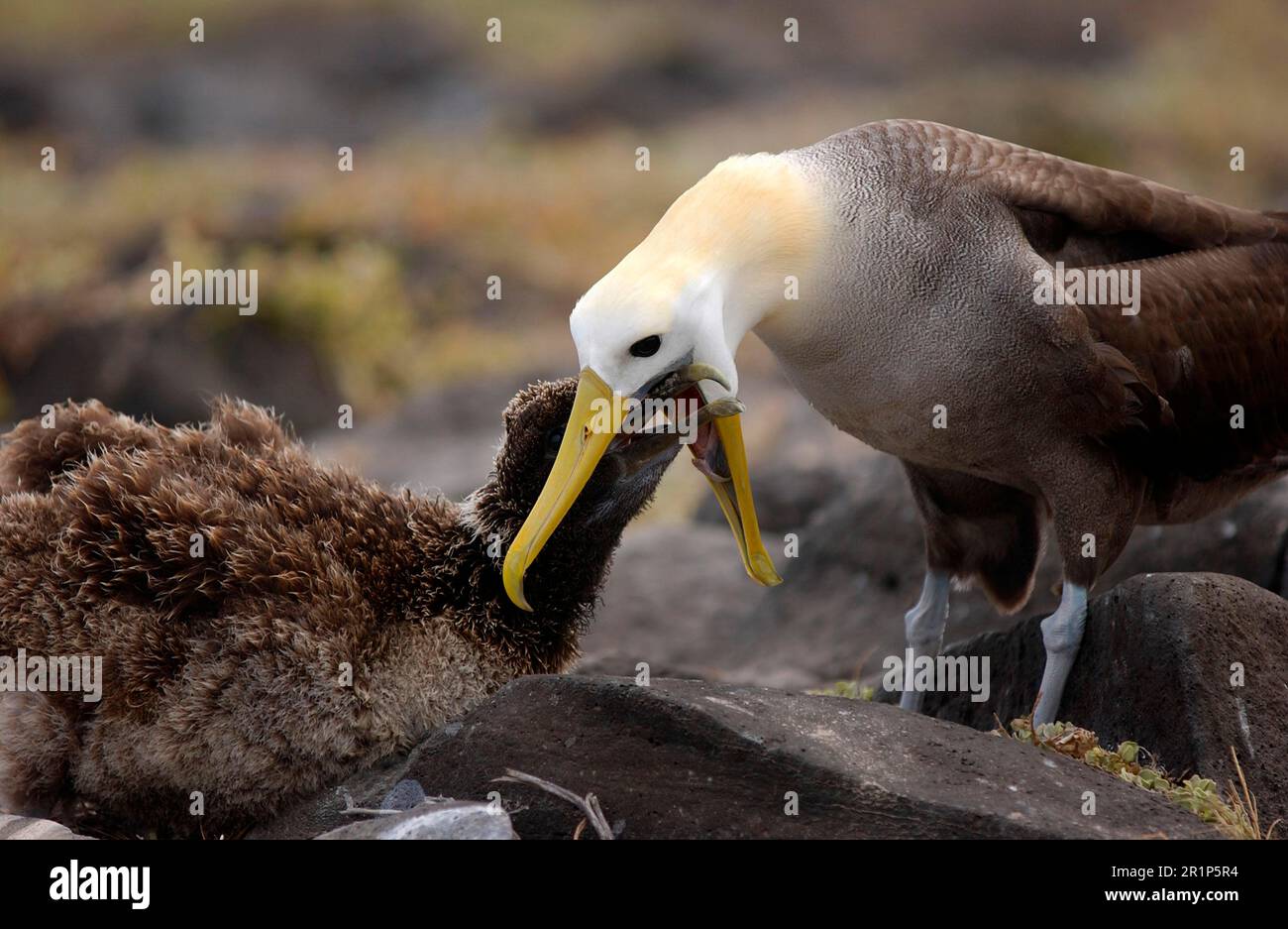 Waved albatross (Diomedea irrorata) Adult albatross vomiting food to ...