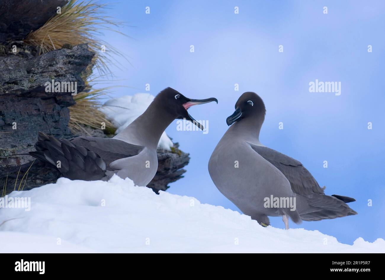 Light-mantled Sooty Albatross (Diomedea palpebrata), adult pair, mating ...