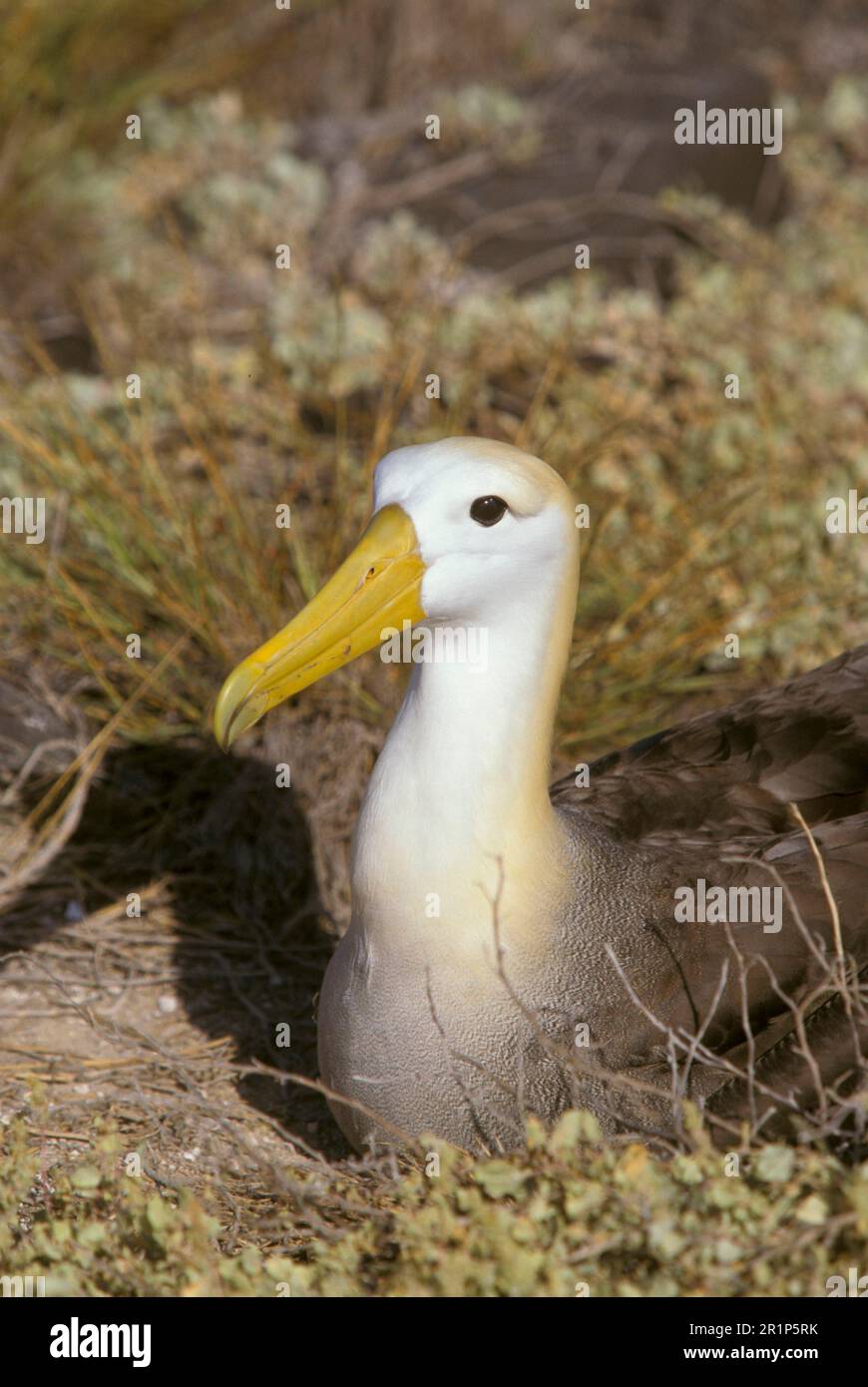 Waved Albatross (Diomedea irrorata) close-up, Cape Island, Galapagos ...