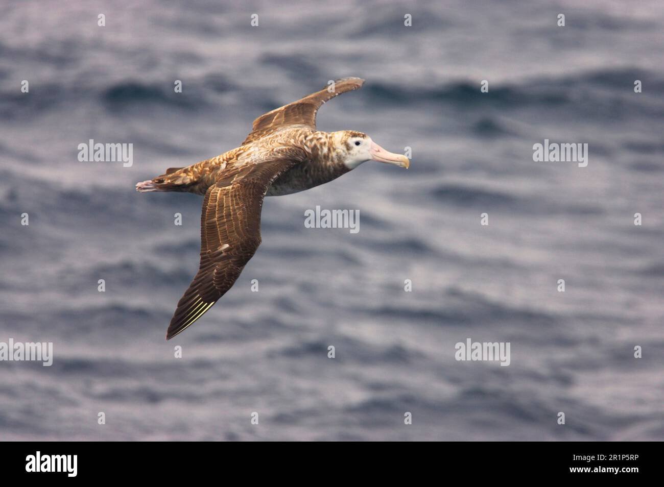 Antarctica antarctic albatross hi-res stock photography and images - Alamy