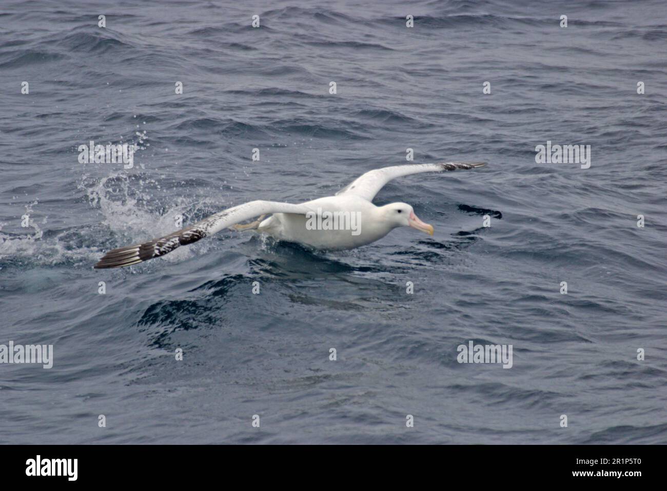 Antarctica antarctic albatross hi-res stock photography and images - Alamy