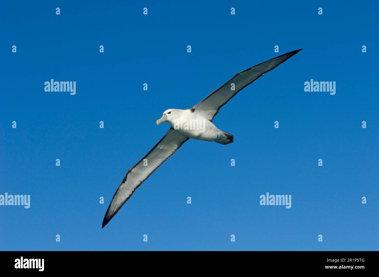 Steadi, shy albatross (Thalassarche cauta), White-capped Albatrosses ...