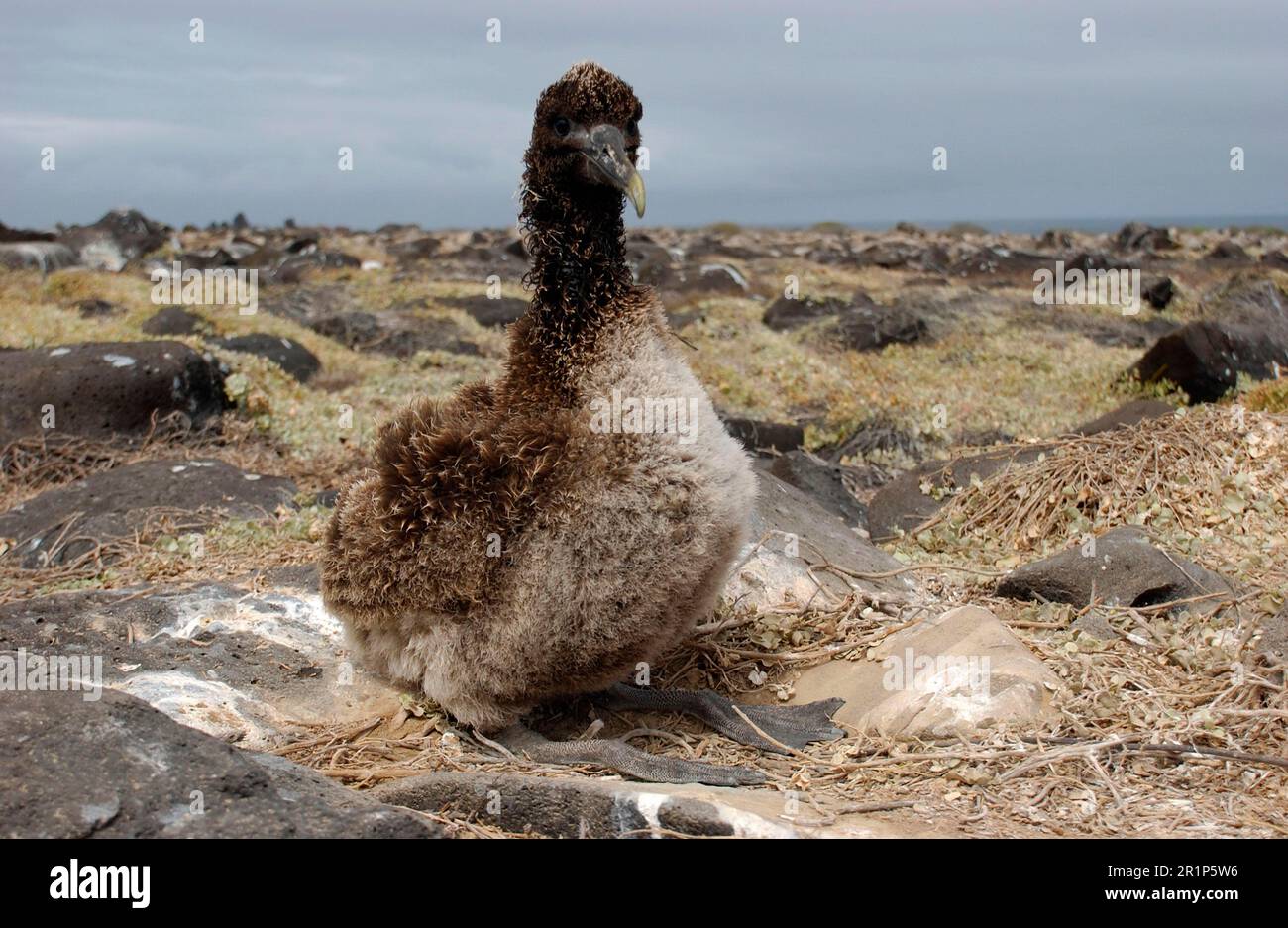 Waved Albatross (Diomedea irrorata) chicks sitting in nest landscape ...