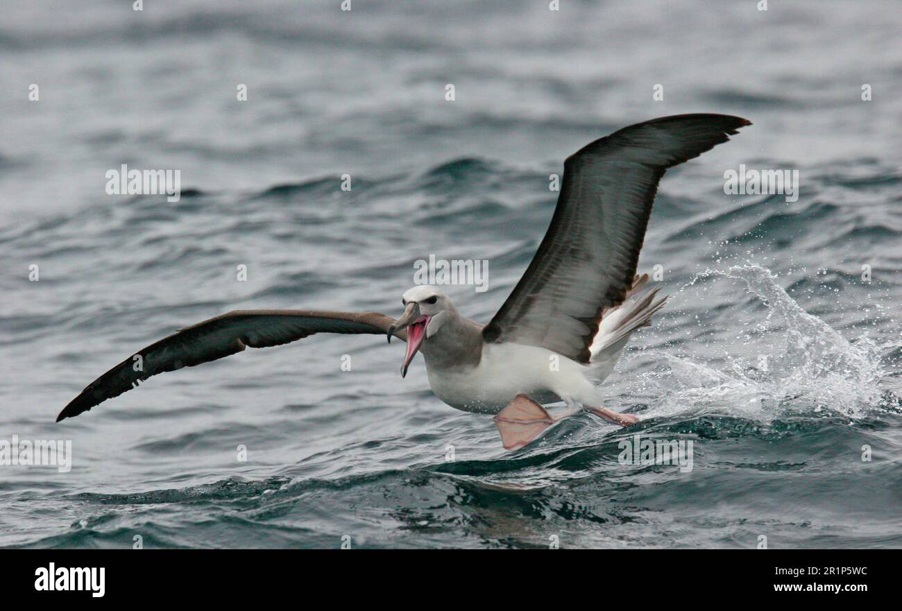 Salvin's Albatross (Thalassarche salvini) immature, taking off from sea ...