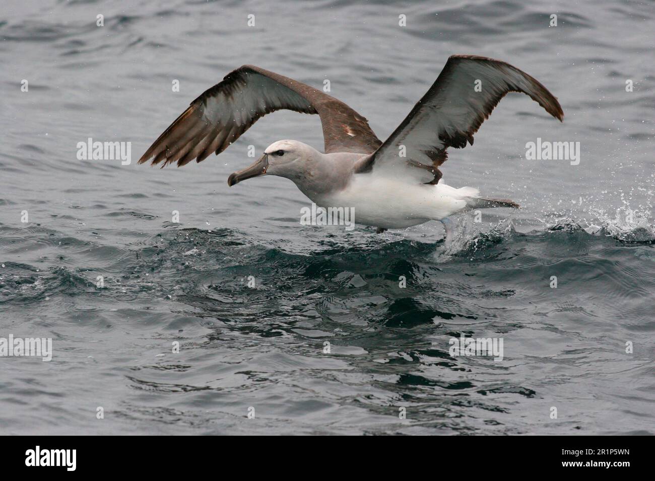 Salvin's Albatross (Thalassarche salvini) immature, taking off from sea ...