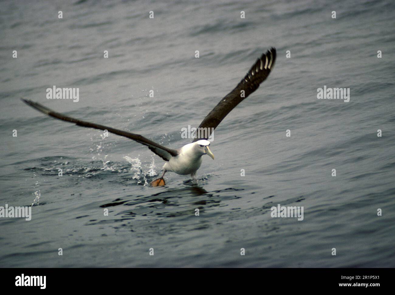 White-capped albatross (Diomedea cauta) Walking on water, splashing ...