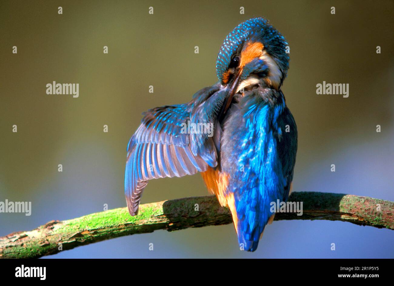 Kingfisher, common kingfishers (Alcedo atthis), Animals, Birds ...