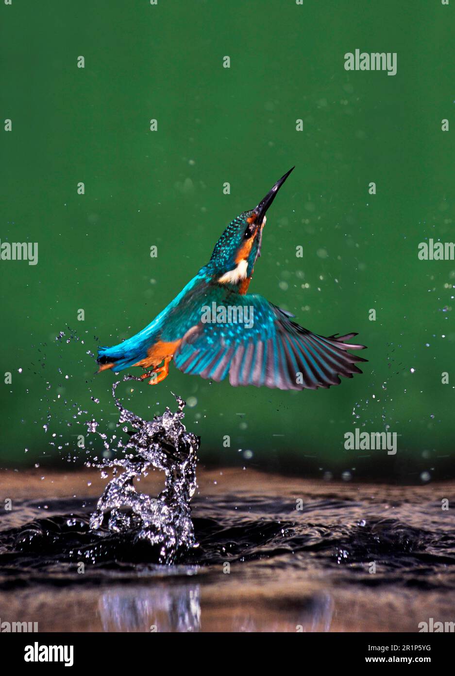 Kingfisher, common kingfishers (Alcedo atthis), Animals, Birds, Common ...