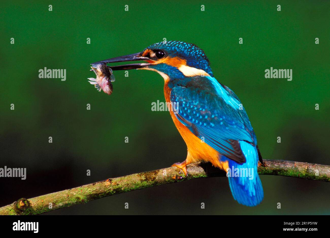 Kingfisher, common kingfishers (Alcedo atthis), Animals, Birds ...