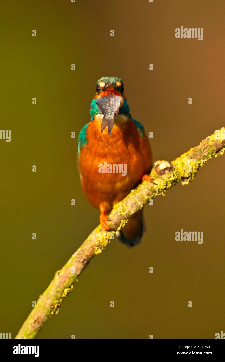 Common kingfisher (Alcedo atthis), adult female, feeding, swallowing ...