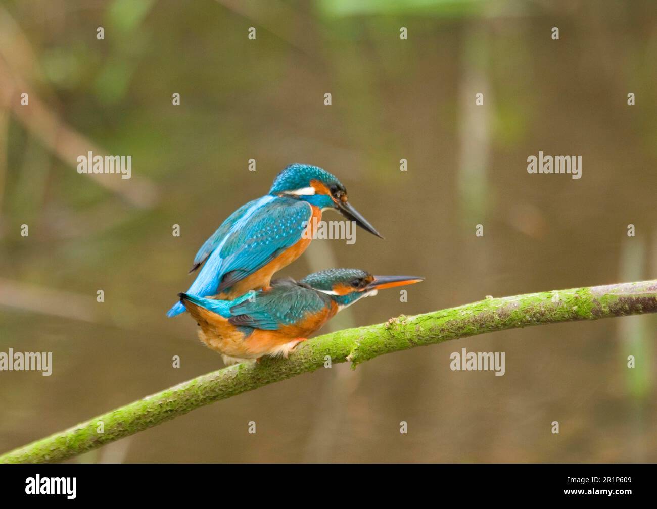 Kingfisher, common kingfishers (Alcedo atthis), Animals, Birds, Common ...