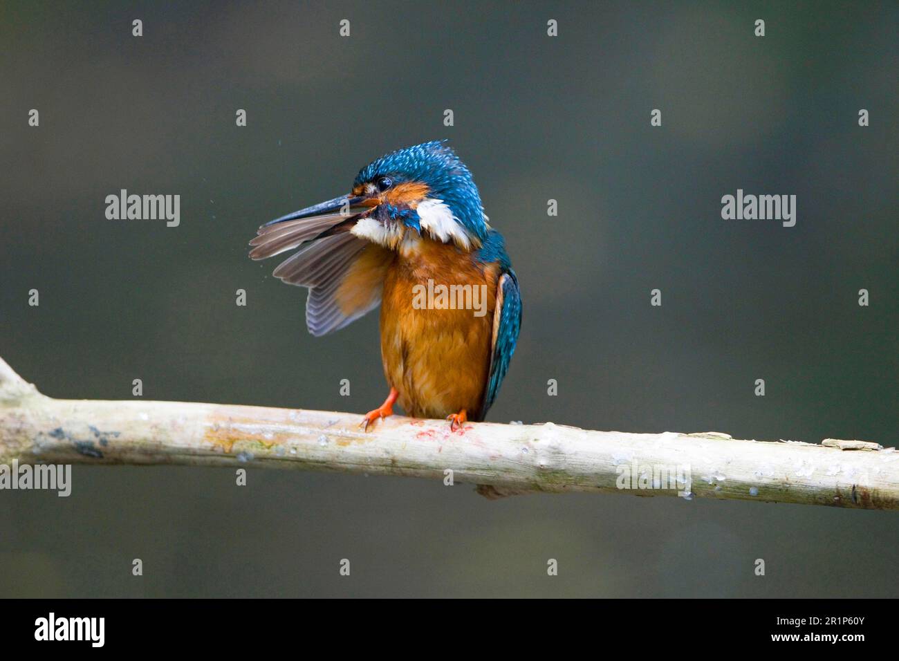 Kingfisher, common kingfishers (Alcedo atthis), Animals, Birds, Common ...