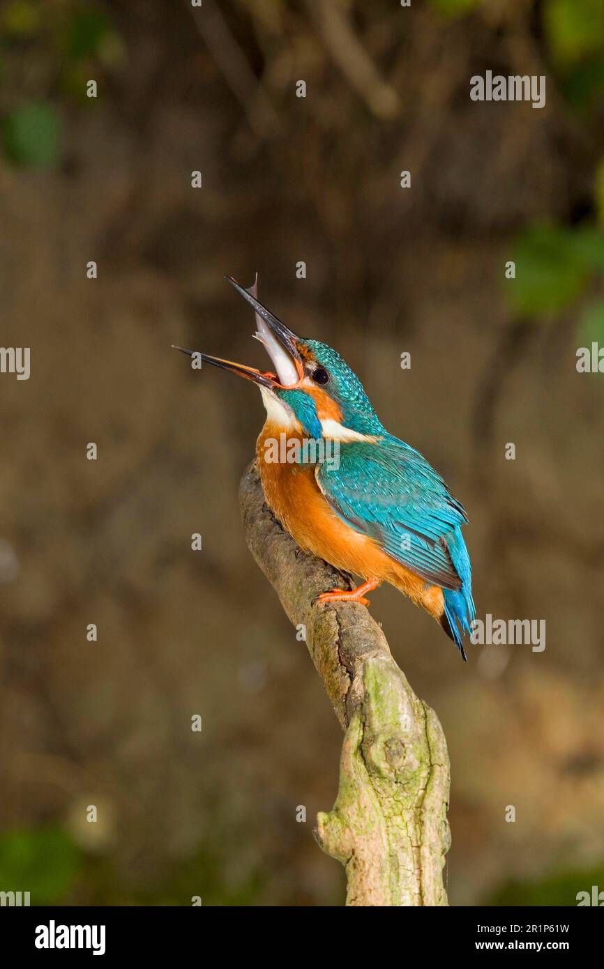 Kingfisher, common kingfishers (Alcedo atthis), animals, birds, Common ...