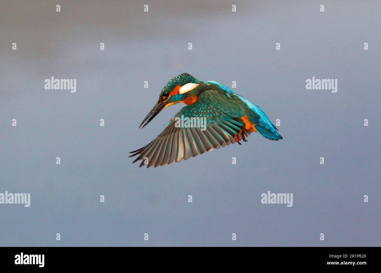 Common Kingfisher (Alcedo atthis) adult, in flight, hovering over water ...