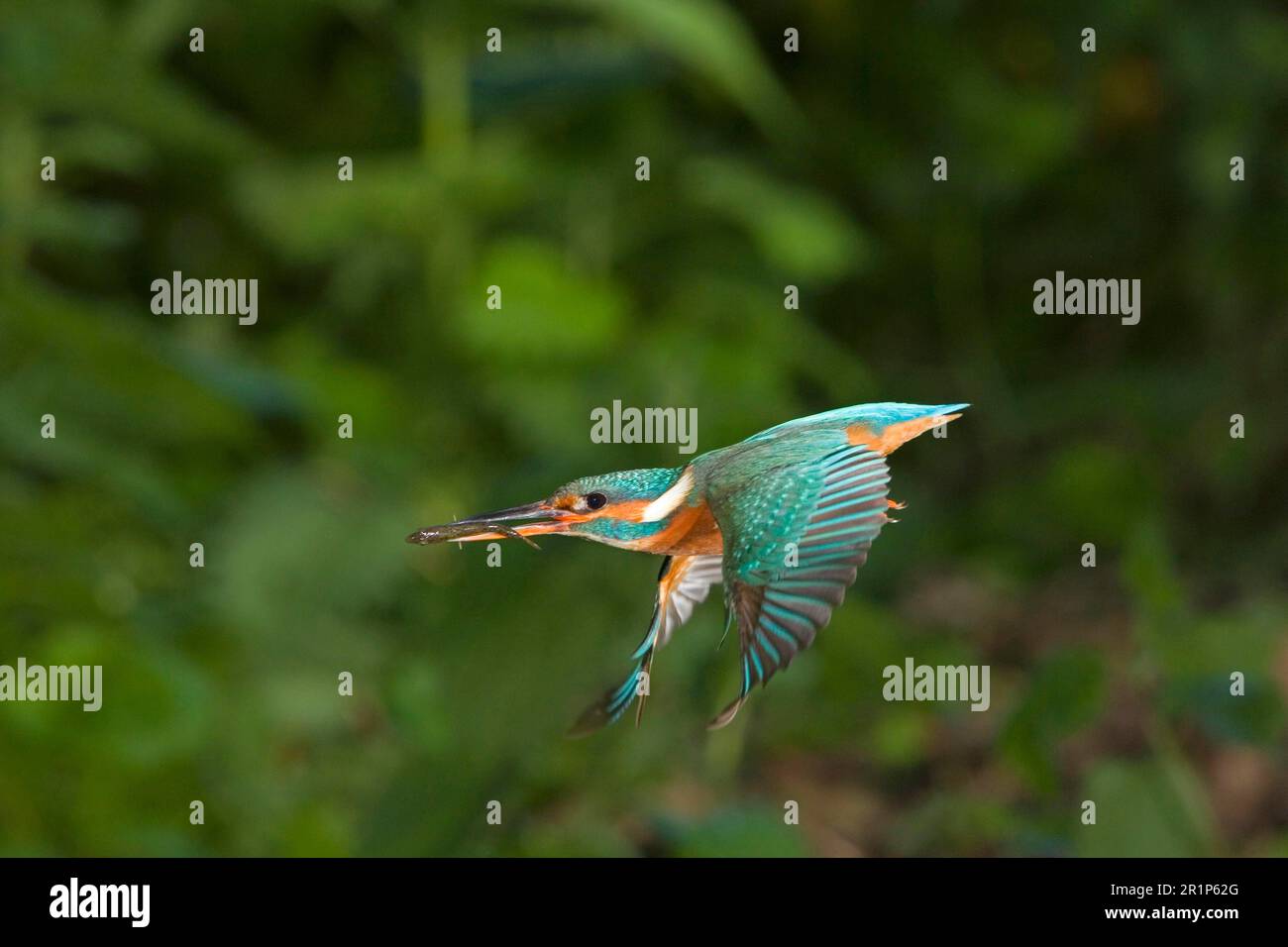 Common kingfisher (Alcedo atthis), adult female, in flight, with three ...