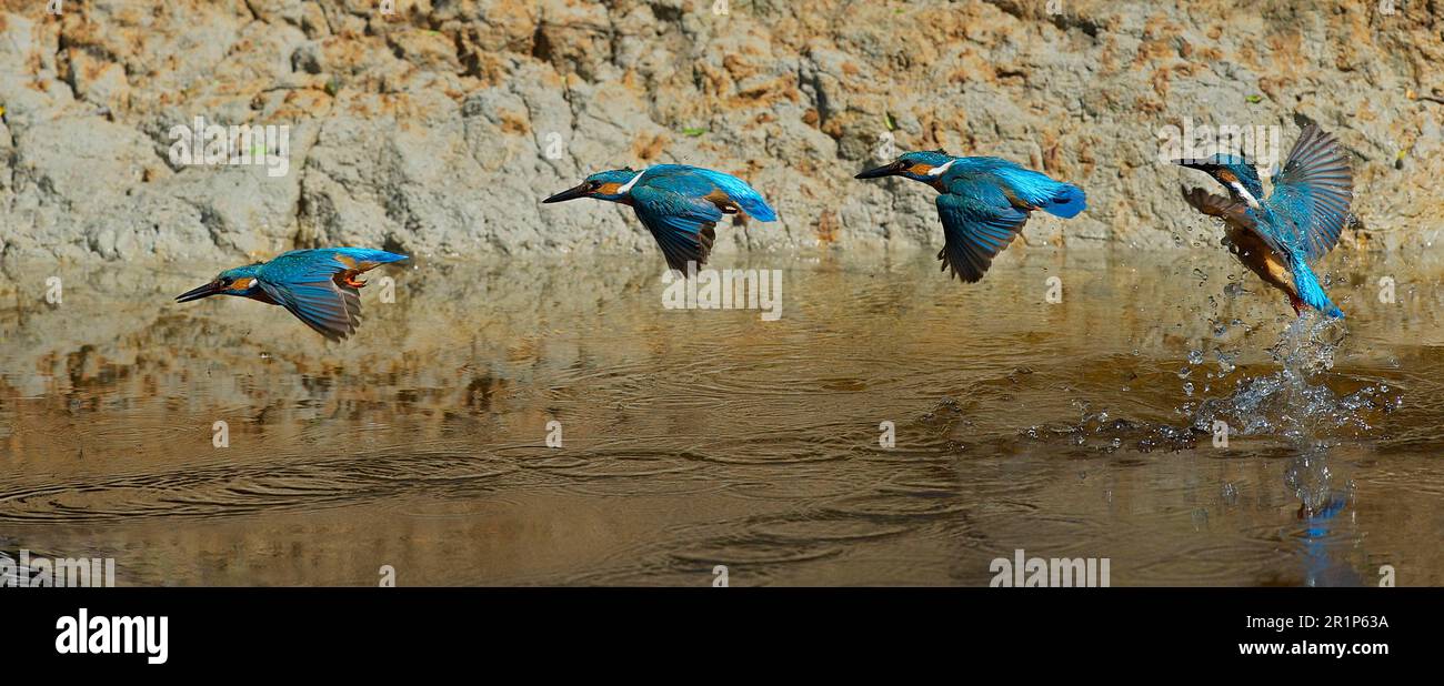 Common kingfisher (Alcedo atthis), adult male, in flight, taking off ...