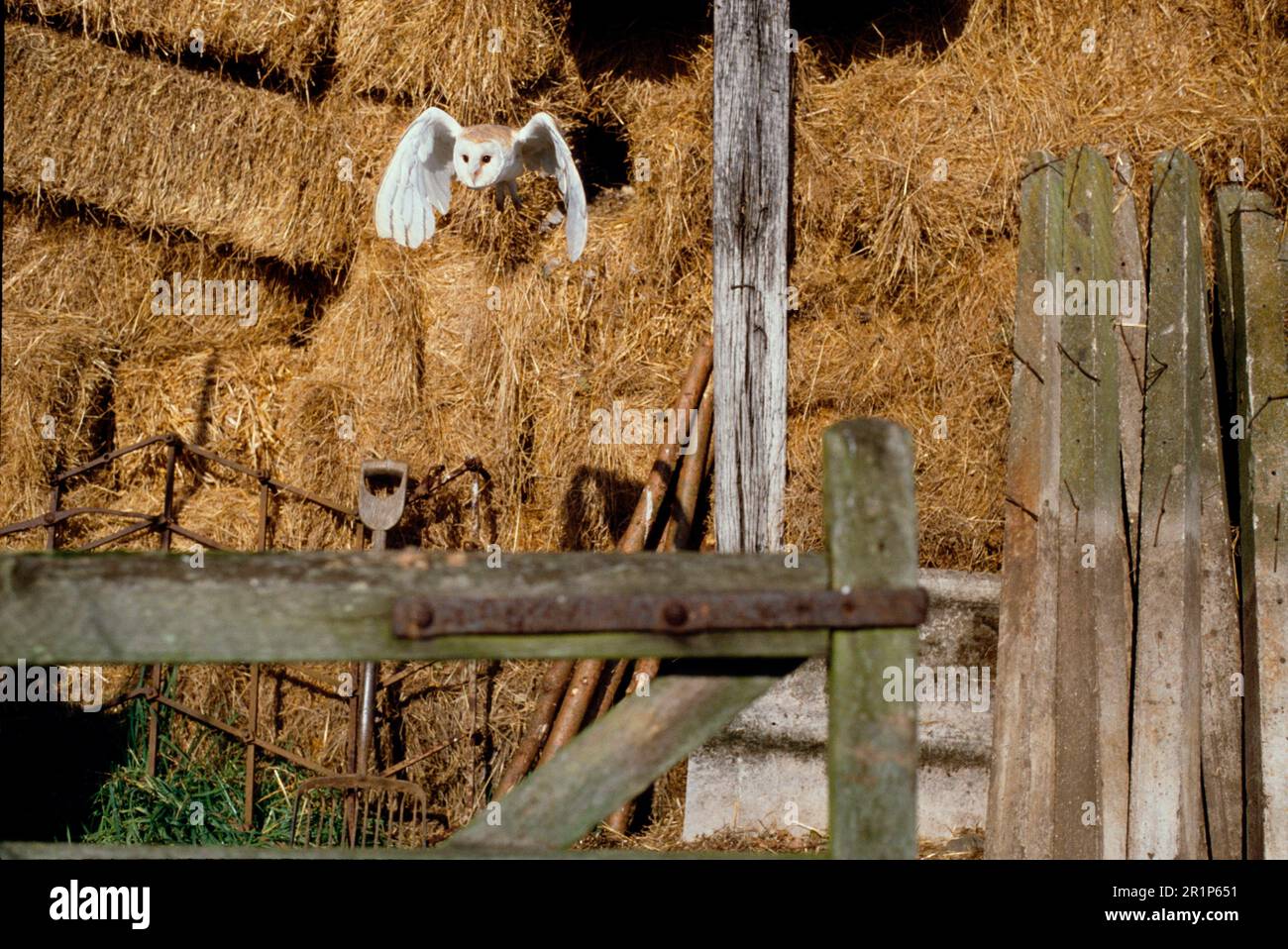 Barn Owl, common barn owls (Tyto alba), Owls, Animals, Birds, Barn Owl ...