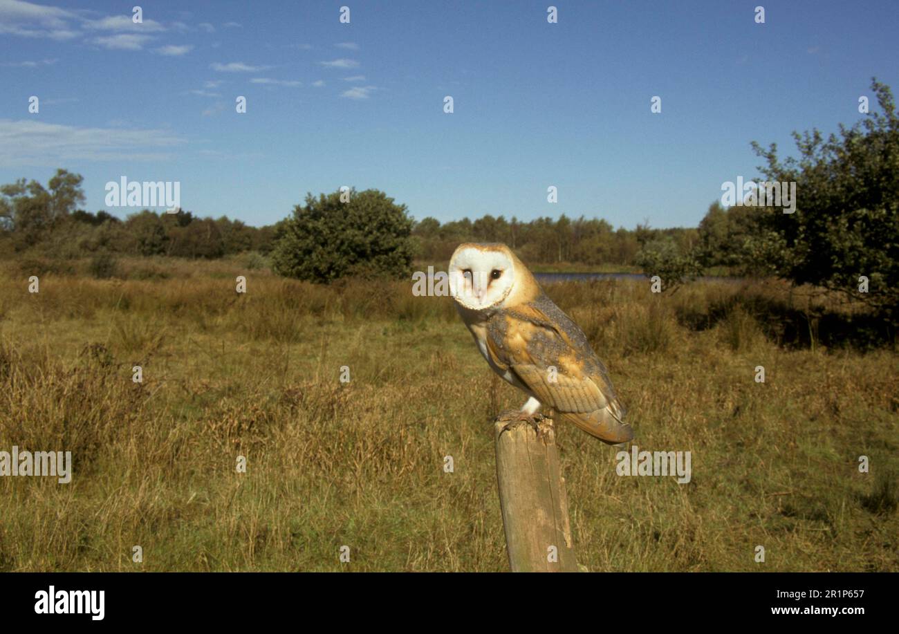 Barn Owl, common barn owls (Tyto alba), Owls, Animals, Birds, Barn Owl ...