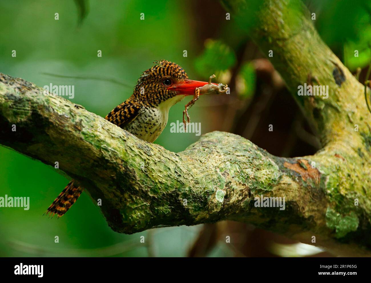 Banded Kingfisher (Lacedo pulchella amabilis), adult female, with tree ...