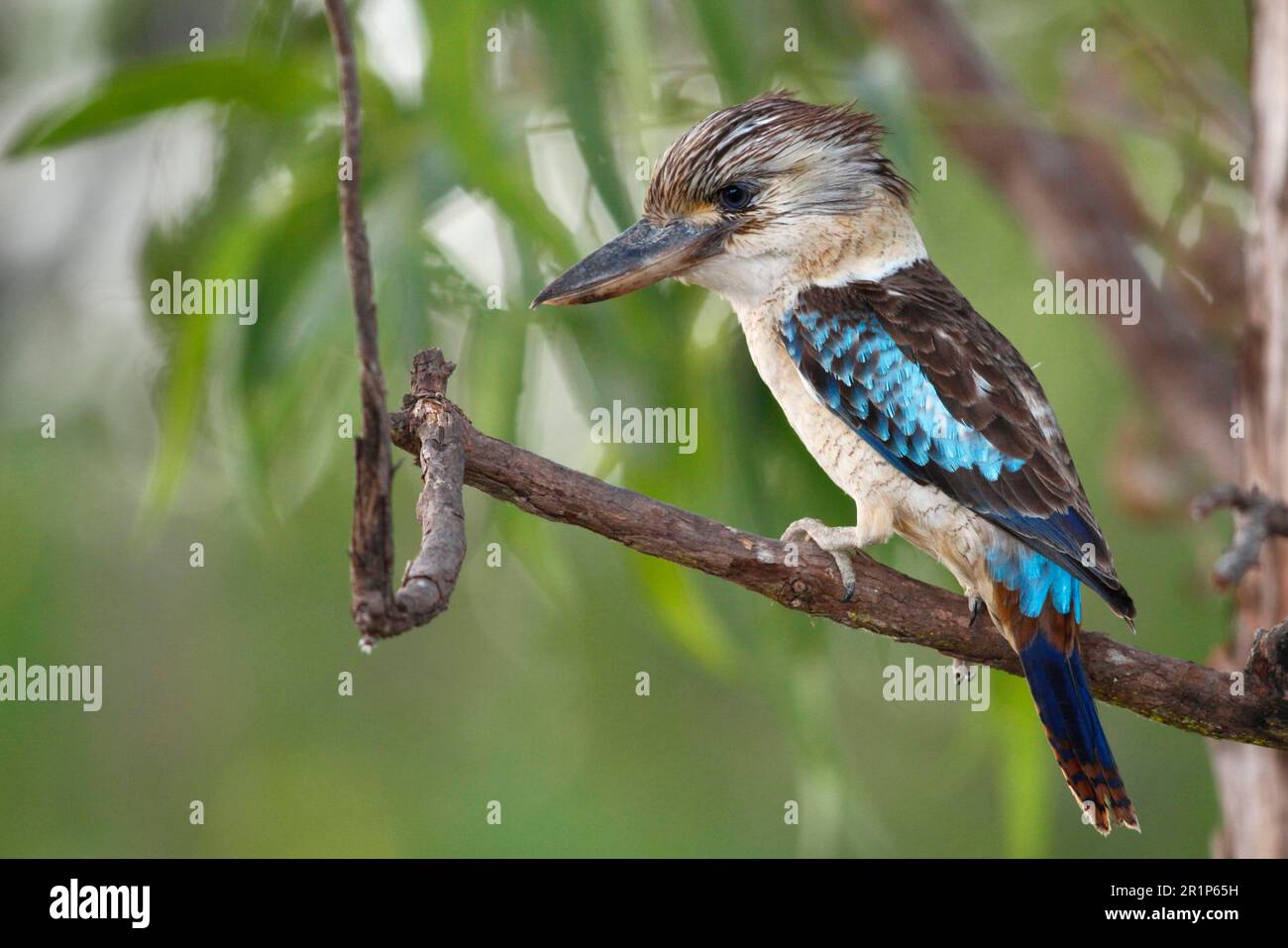 Blue-winged Kookaburra (Dacelo leachii), Kingfisher, Kingfishers ...