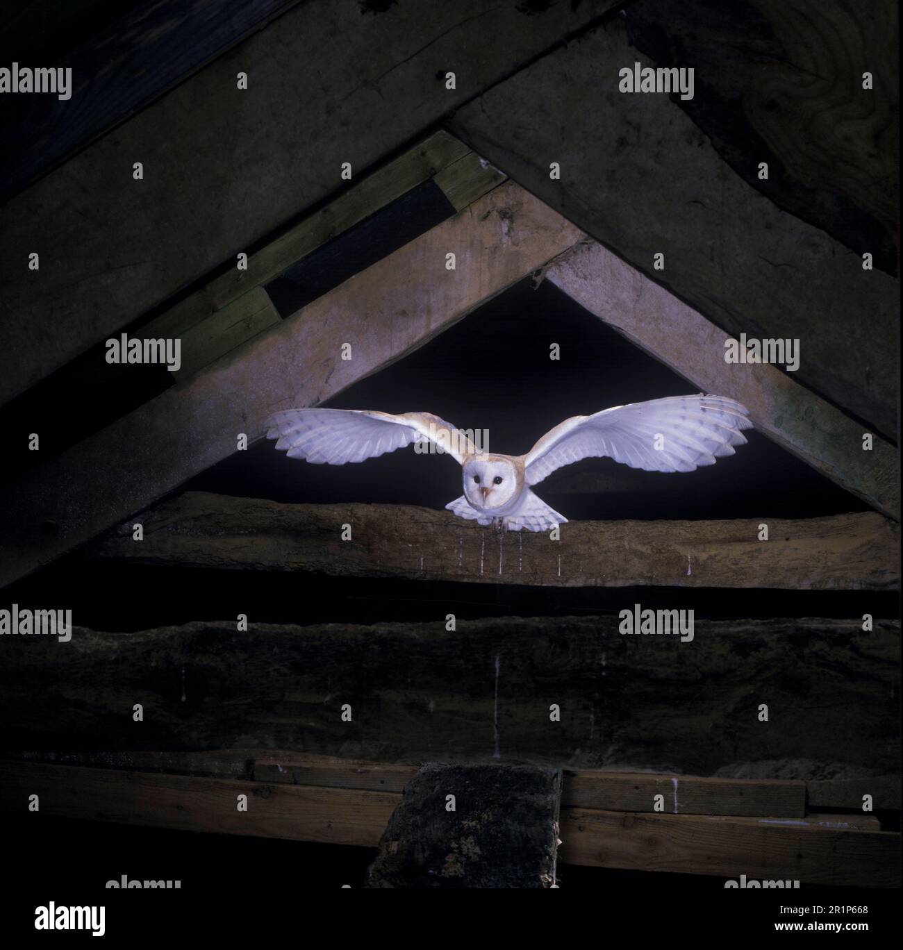 Barn Owl, common barn owls (Tyto alba), Owls, Animals, Birds, Barn Owl ...