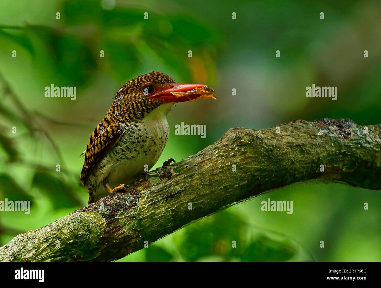 Banded Kingfisher (Lacedo pulchella amabilis), adult female, with tree ...
