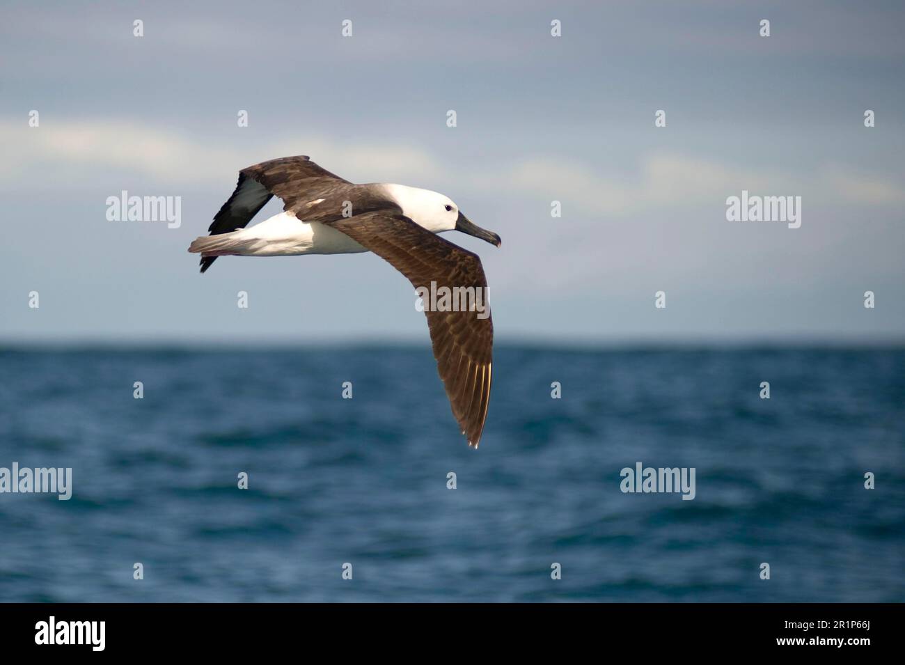 Atlantic atlantic yellow-nosed albatross (Thalassarche chlororhynchos ...