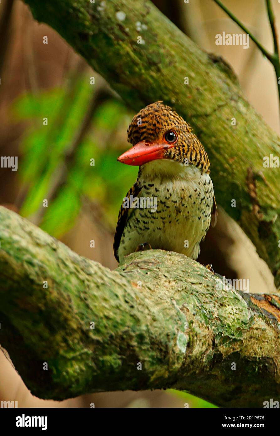 Kingfisher, Kingfisher, Kingfishers, Animals, Birds, Banded Kingfisher ...