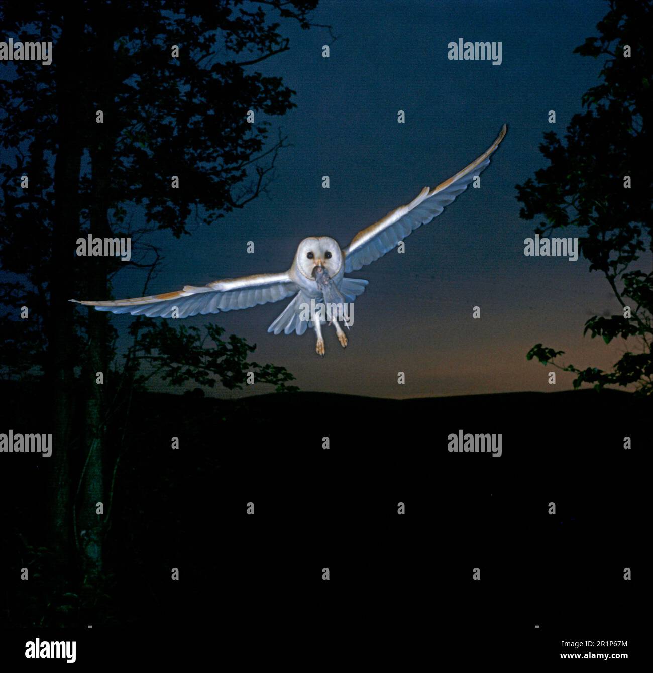 Barn Owl, common barn owls (Tyto alba), Owls, Animals, Birds, Barn Owl ...