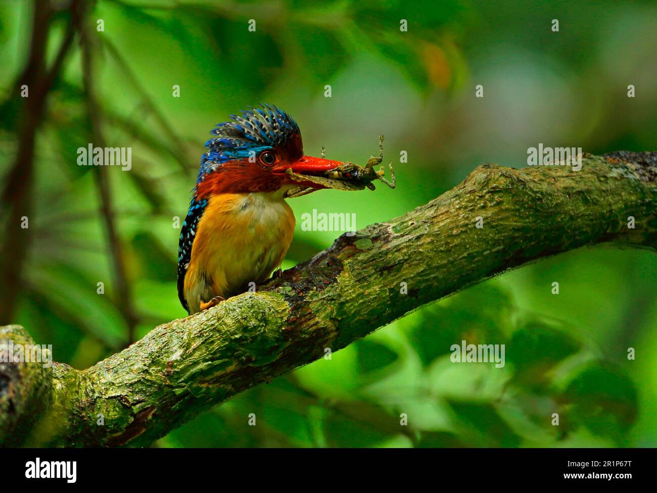 Banded Kingfisher (Lacedo pulchella amabilis), adult male, with insect ...