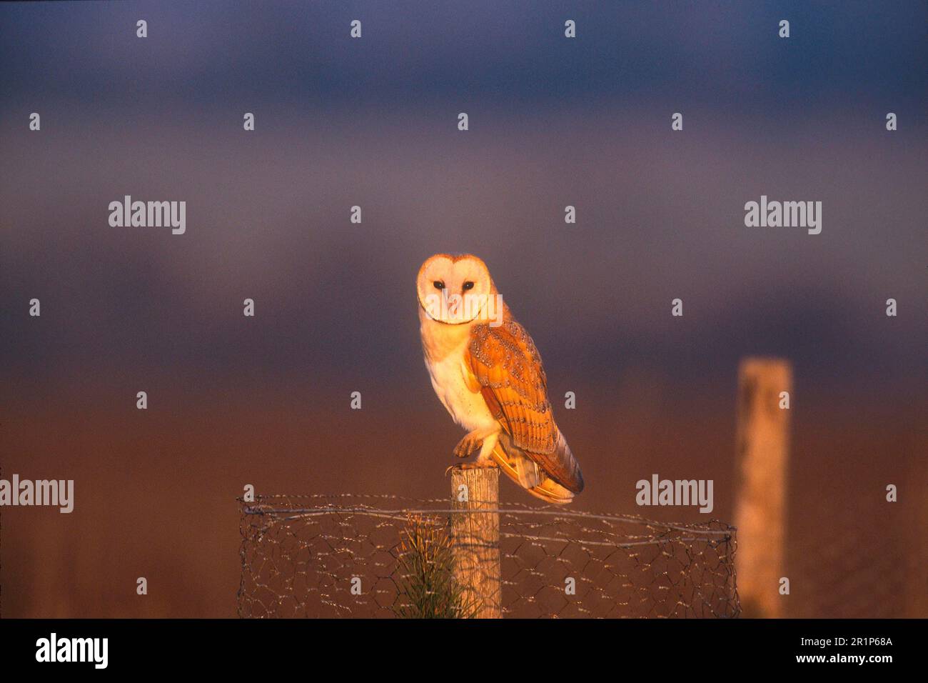 Common barn owl (Tyto alba) Perching on post, foot lifting, Norfolk ...
